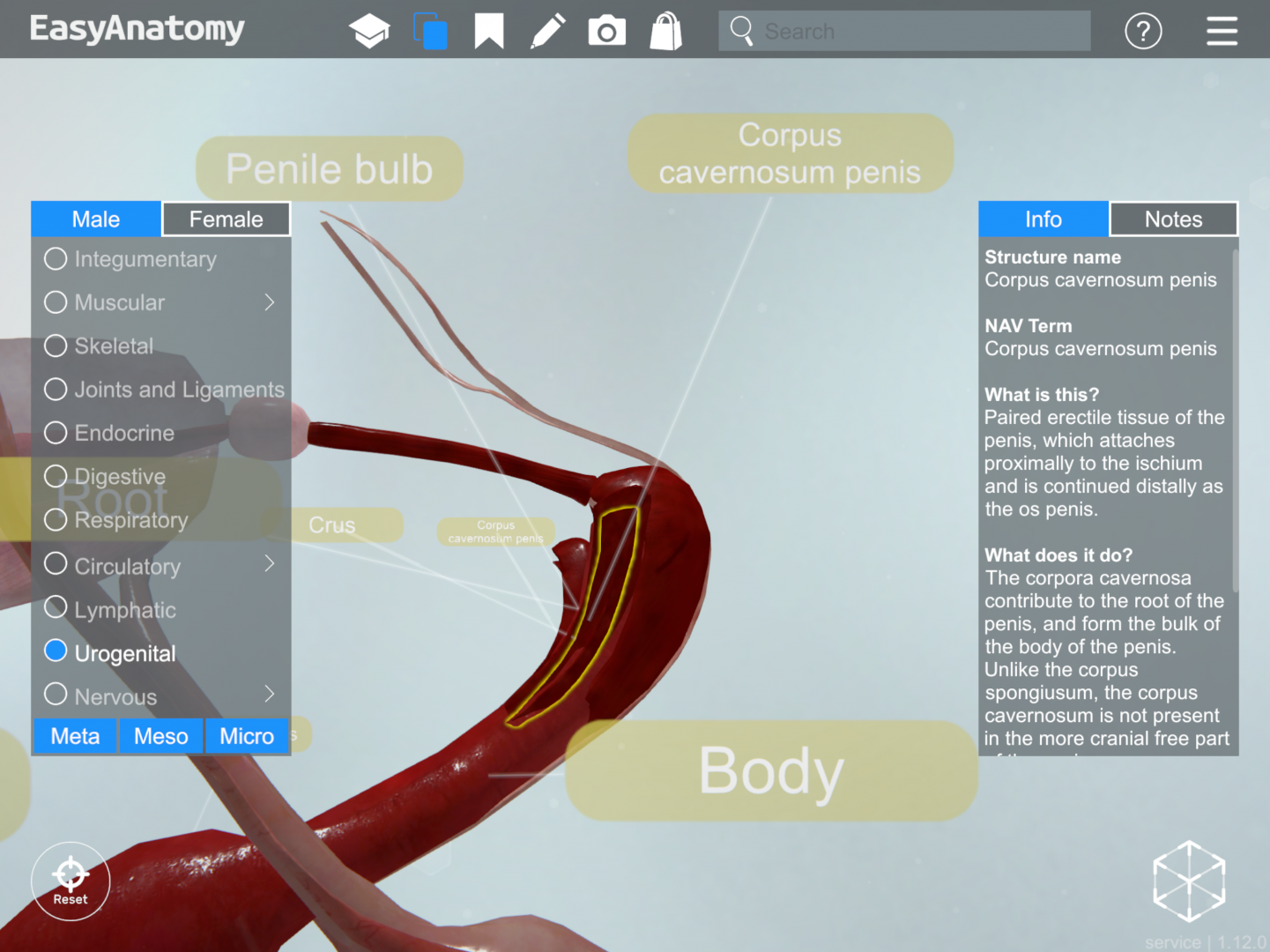 Anatomy of the Canine Male Urogenital System - EasyAnatomy